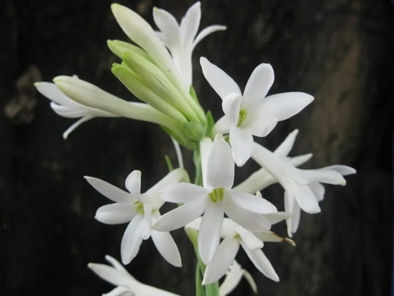 El Nardo: Un Aroma de Historia, Fe y Belleza