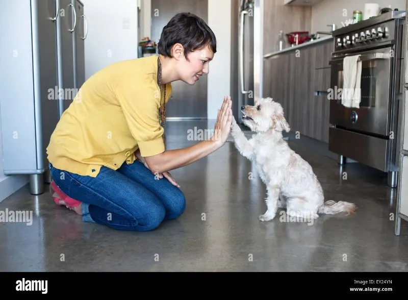 El Trato de Perro: Una Mirada al Rol del Perro en la Vida Humana