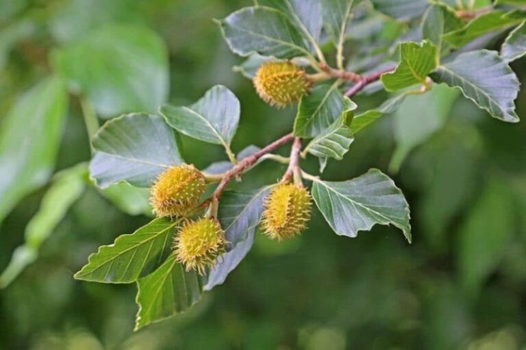Fagus sylvatica: El Haya Común y su Fruto Nutritivo